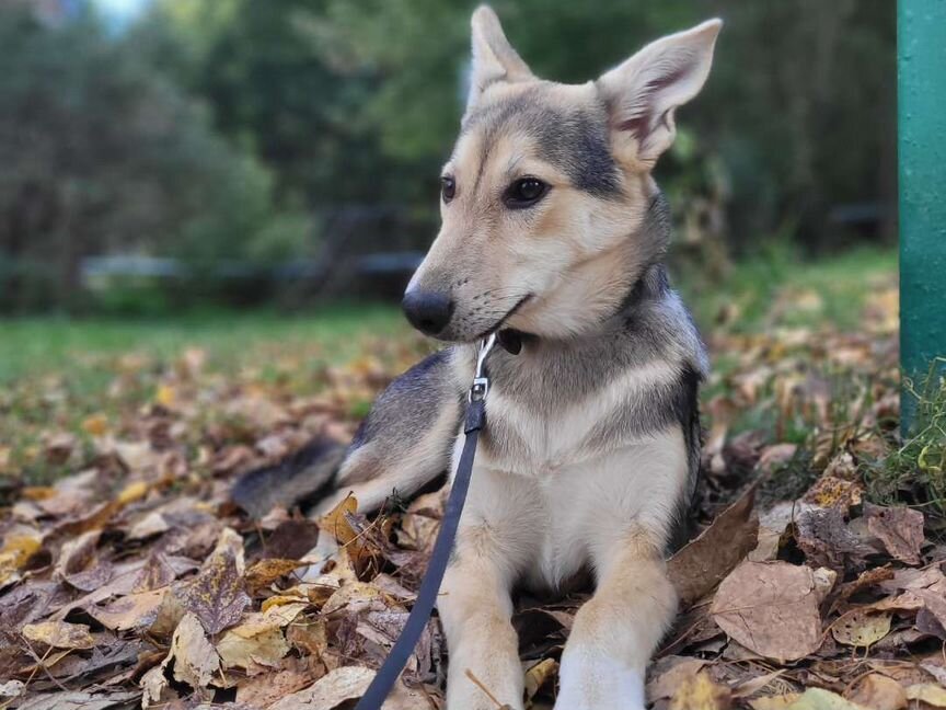 Щенок бесплатно в добрые руки