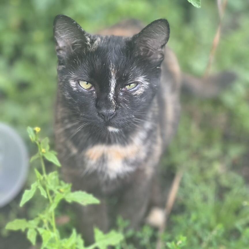 Беременная кошка и котенок мальчик