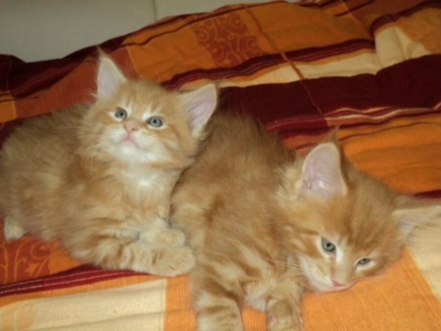 Мейн Кун котята