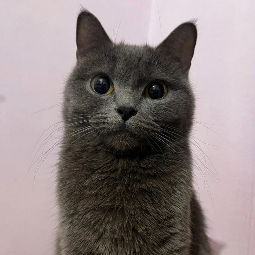 Котята в добрые руки бесплатно