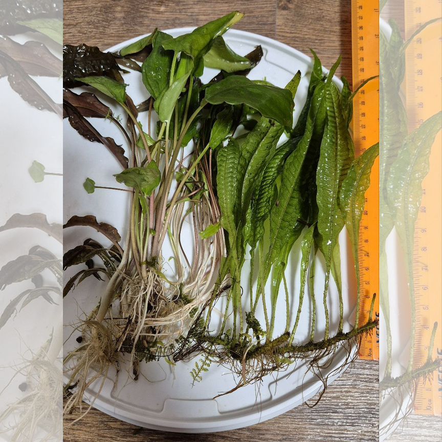 Аквариумные растения прополка