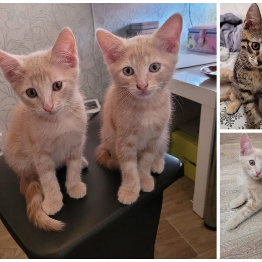 Милые котята ищут новый дом