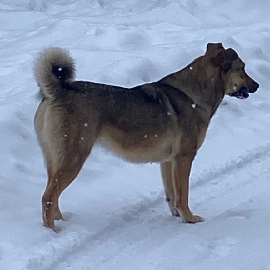 Собака в добрые руки