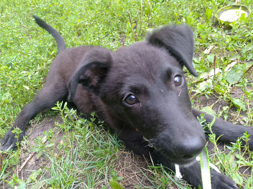 Щенок в добрые руки