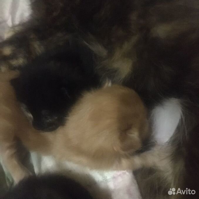 Мало ли кому вдруг нужен котёнок