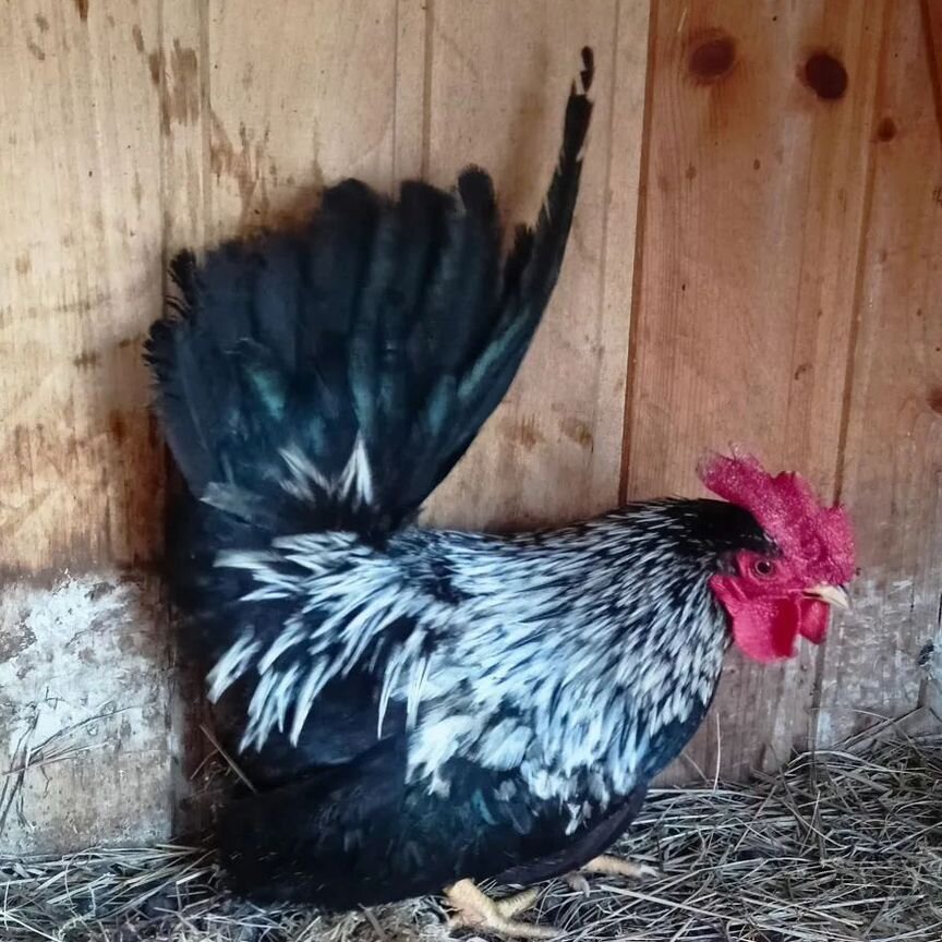 Карликовый петушок Бентамка