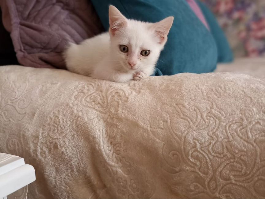 Котик 1,5 месяца очень хочет быть любимым