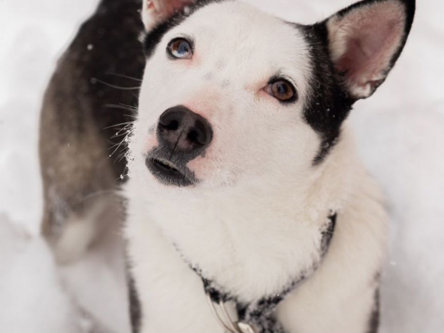 Миниатюрная Барби ищет семью