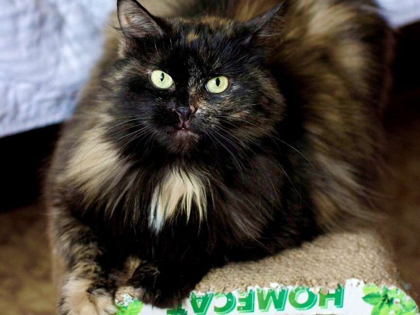 Вампирша Маняша