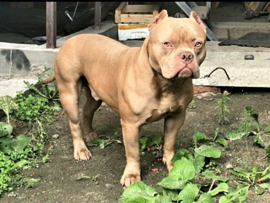 Американский булли вязка