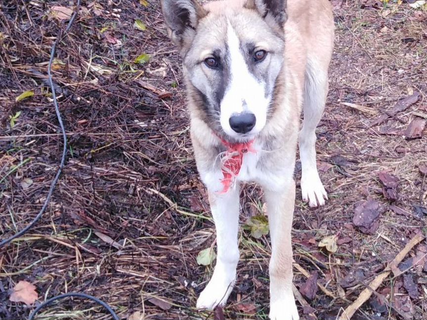 Собака в добрые руки отдам бесплатно