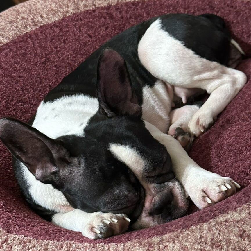 Французский бульдог, взрослая собака