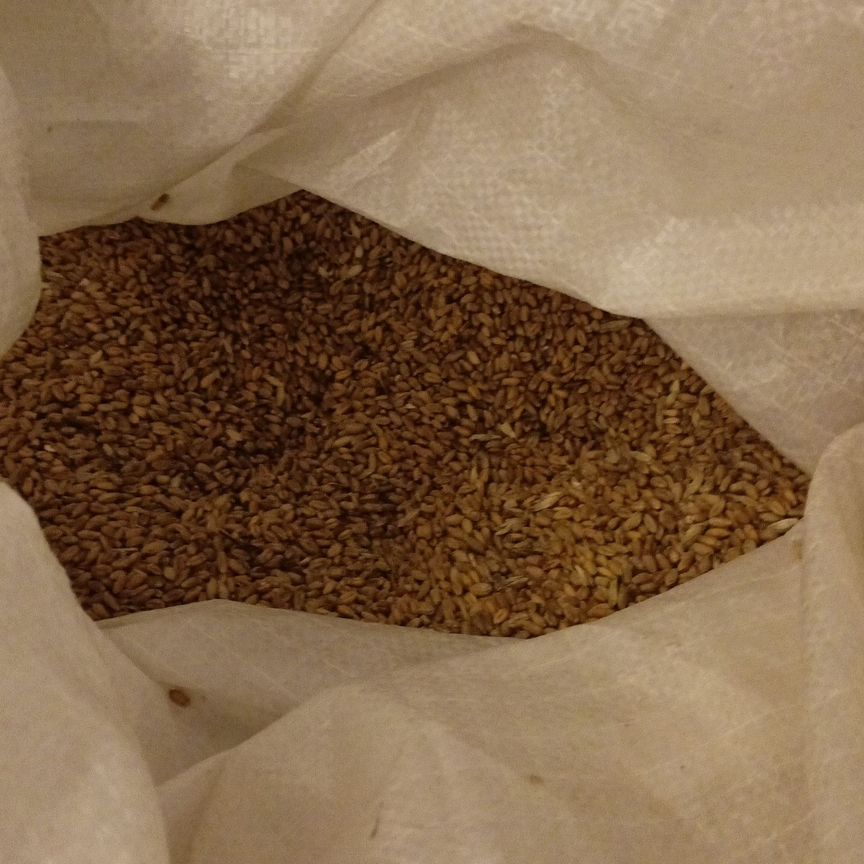 Зерно пшеница