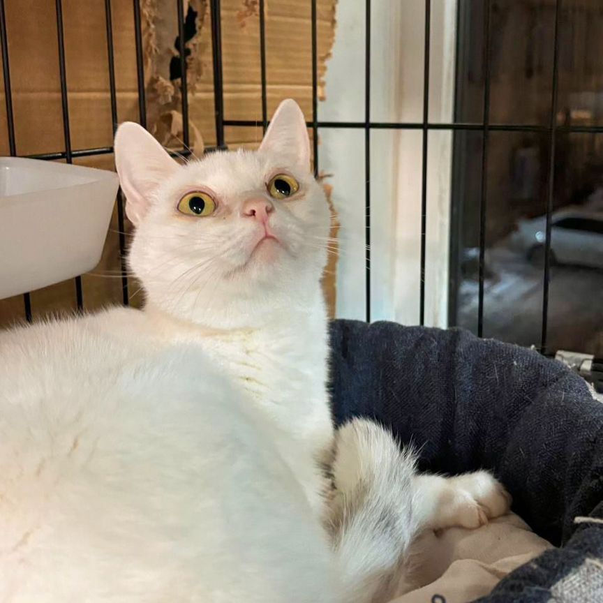 Кошка