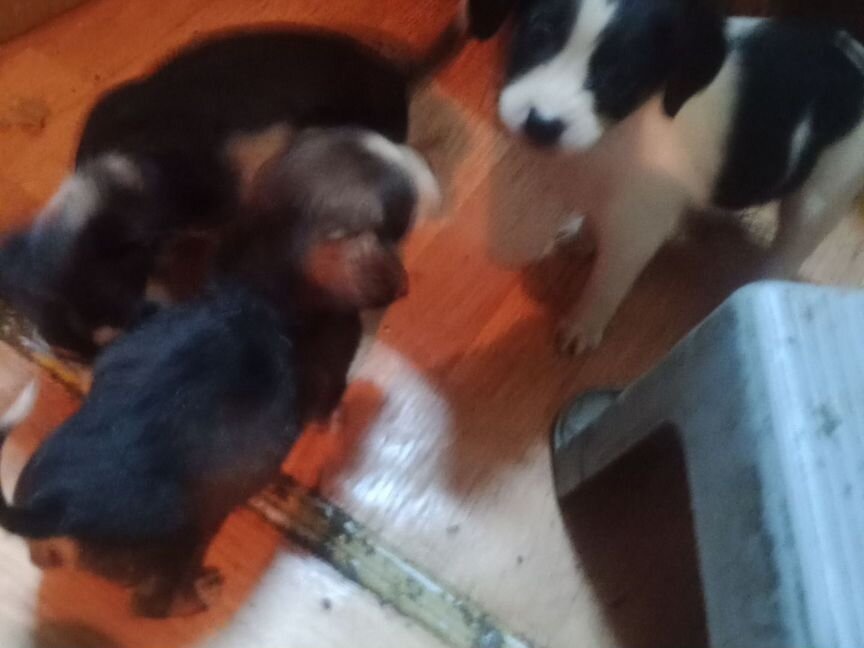 Щенки комнатной породы цена символическая