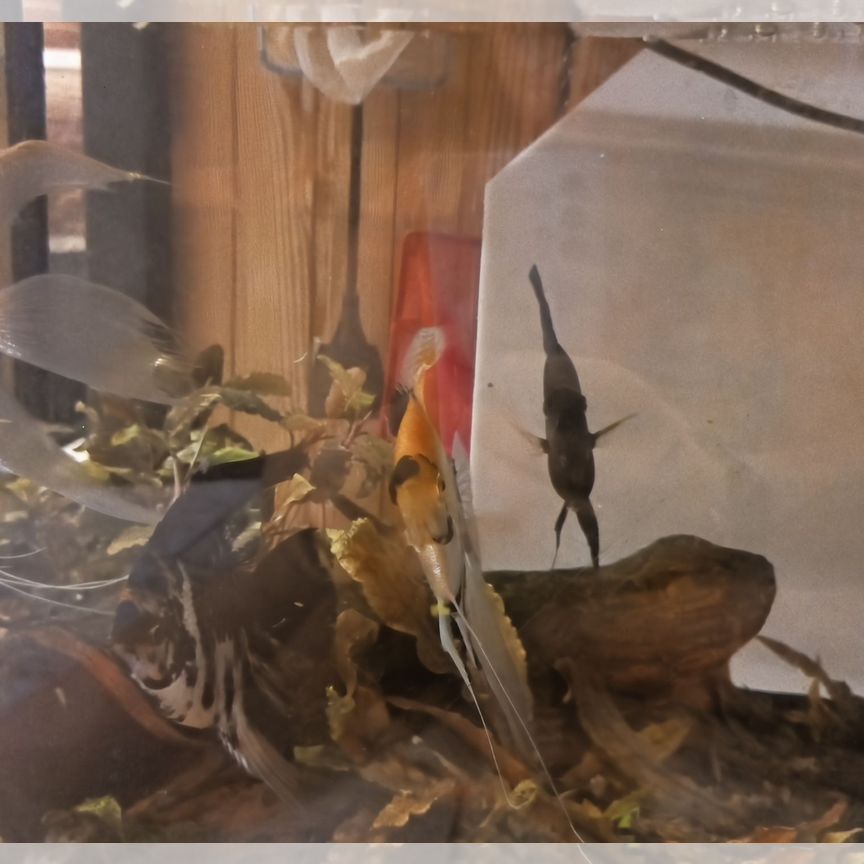 Аквариумные рыбки скалярии