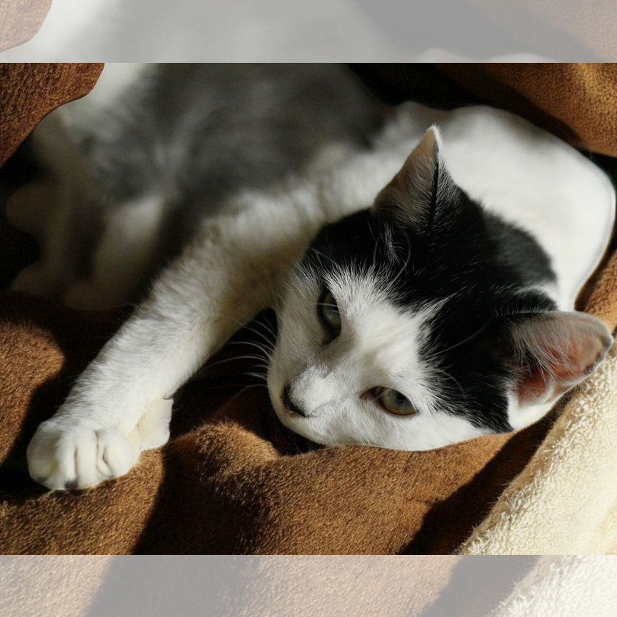 Кошка Кира в добрые руки