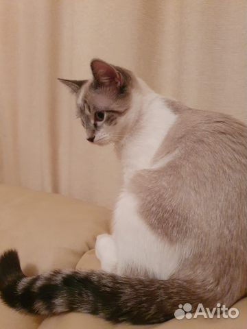 Котик Сноу шу