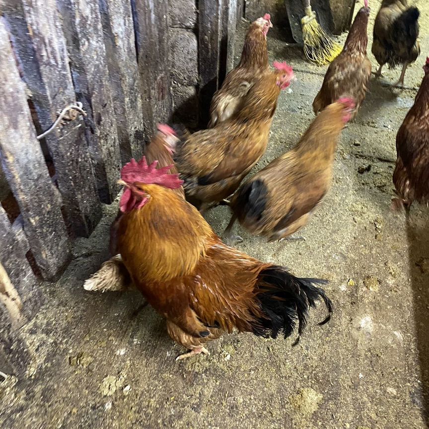 Куры несушки