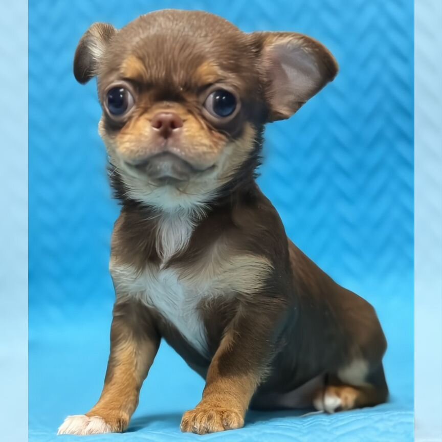 Чихуахуа, щенок