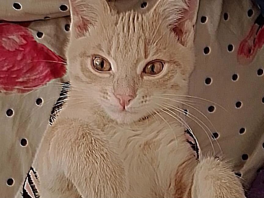 Отдадим котика(мальчик)в хорошие руки. 7 Месяцев