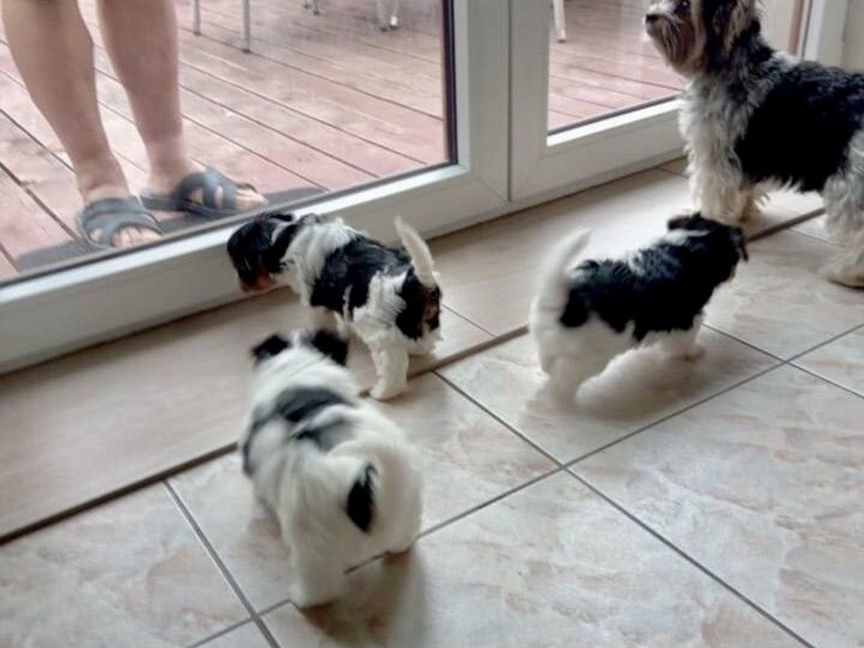 Носики курносики