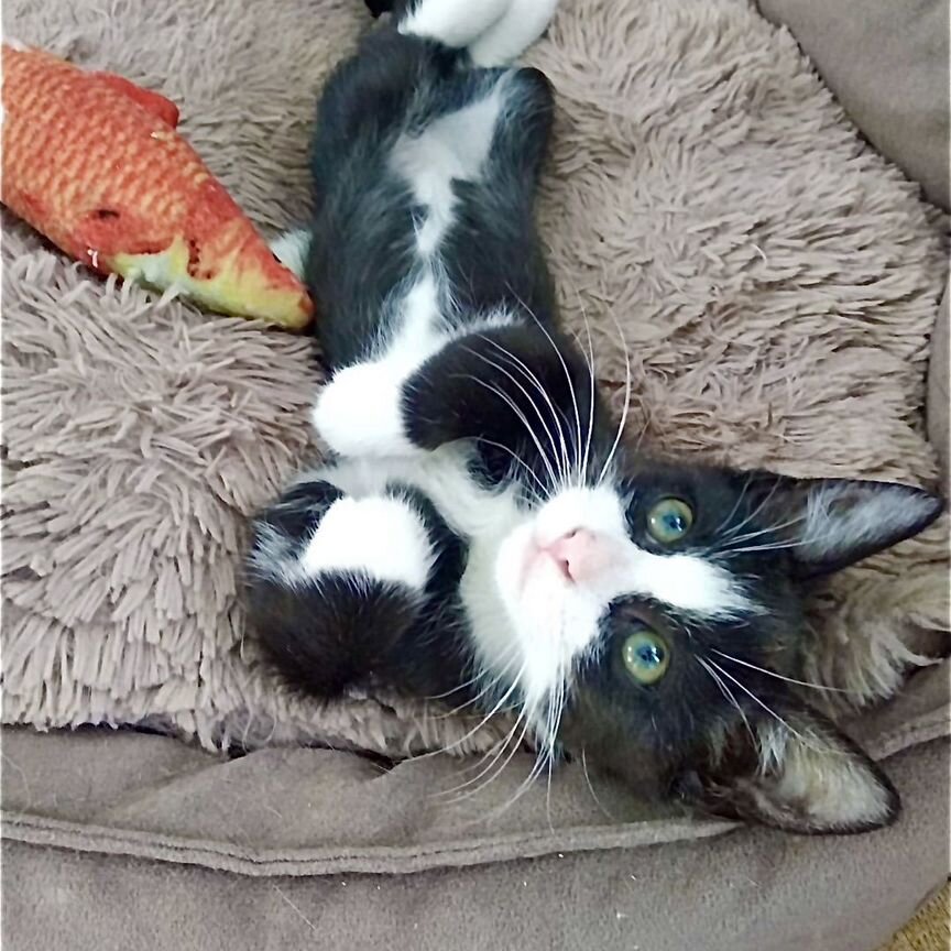 Котенок бесплатно