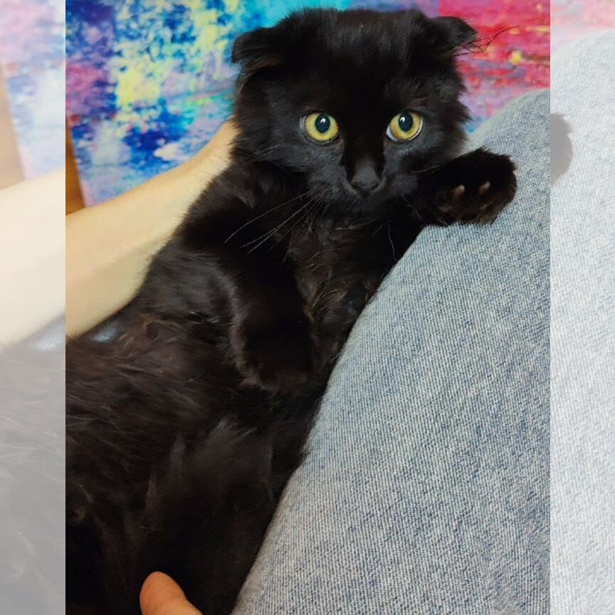 Эксклюзивная кошечка в дар