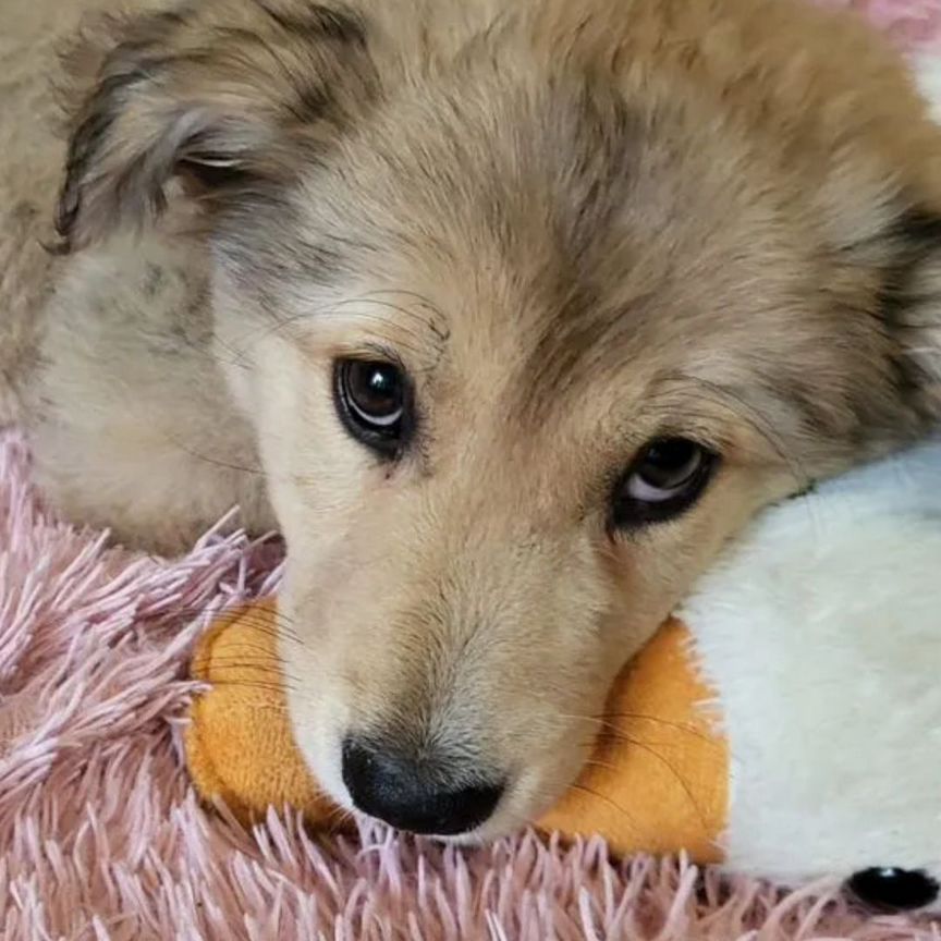 Щенок девочка в добрые руки