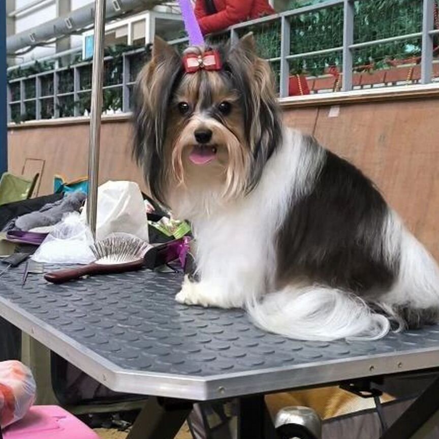 Бивер-йоркширский терьер, щенок