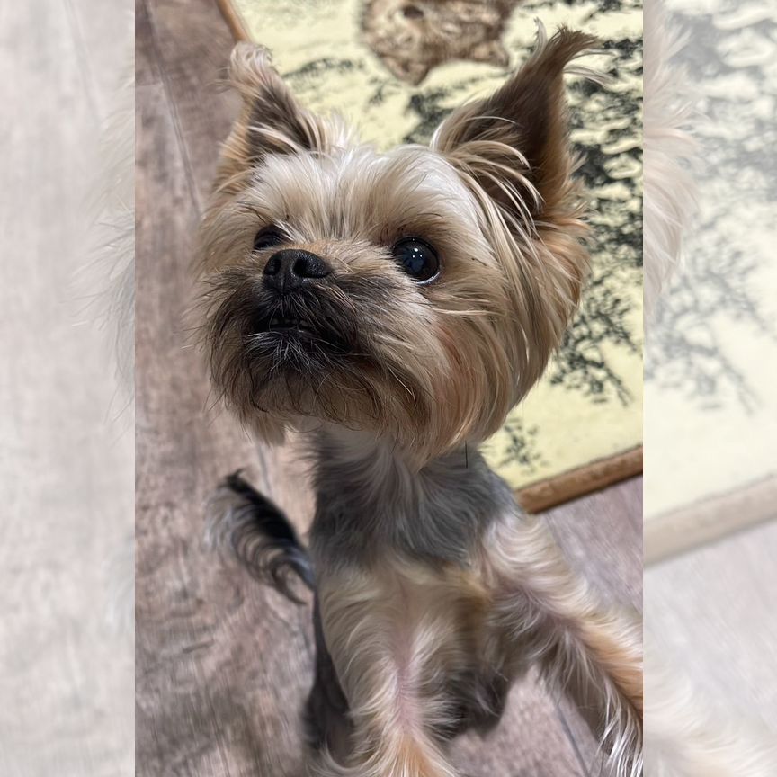 Вязка йоркширского терьера мини