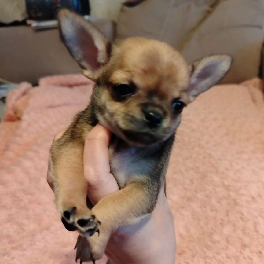 Чихуахуа, щенок