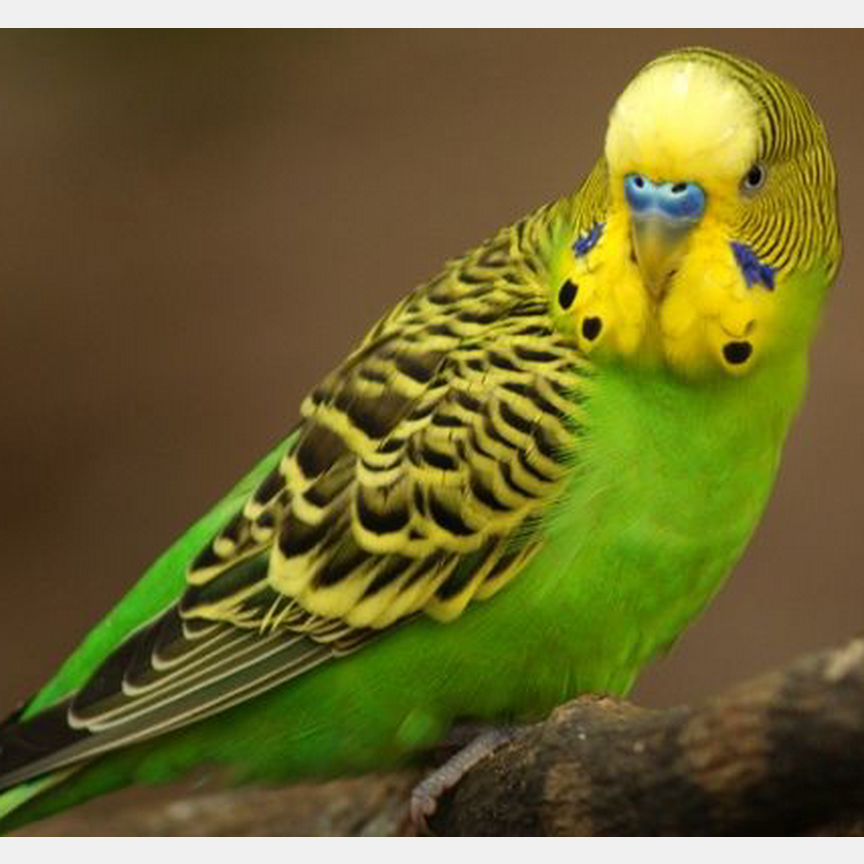 Волнистый попугай (melopsittacus undulatus)