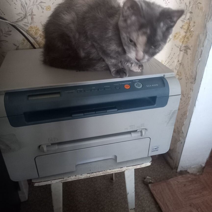 Отдам в добрые руки