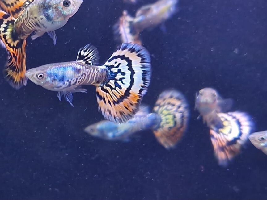 Гуппи Galaxy tiger show (тигры галактика)