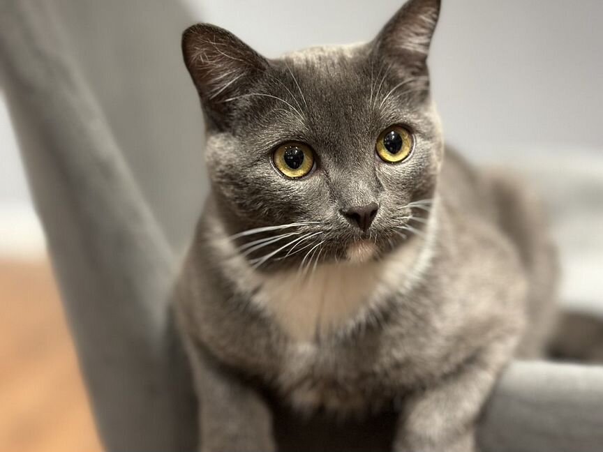 Русский голубой кот