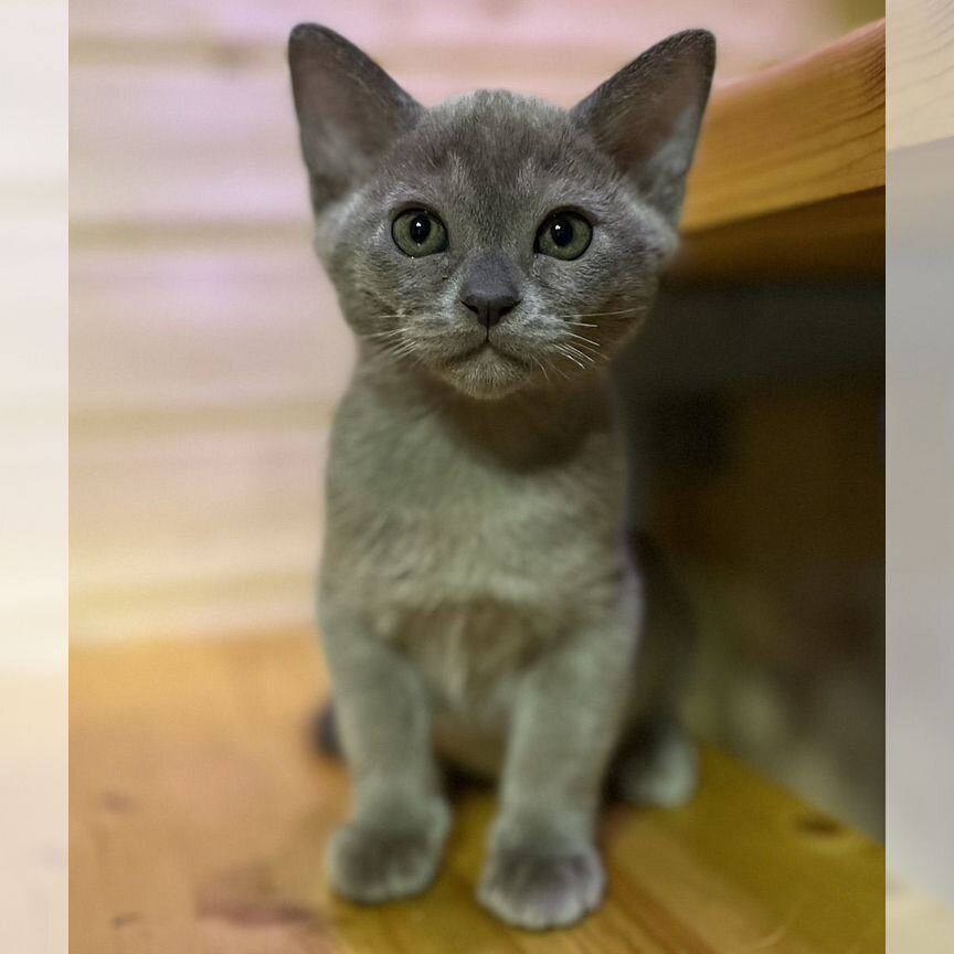 Европейский бурманский котёнок