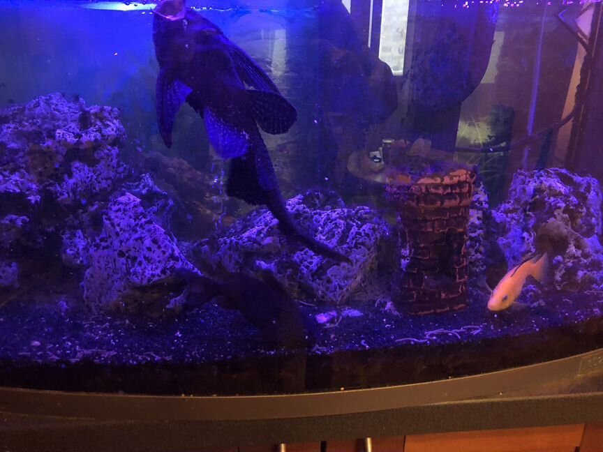 Аквариумные рыбки