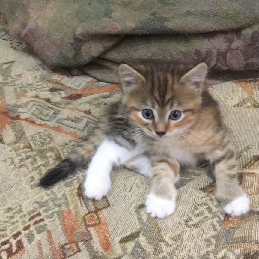 Котята 2 девочки и 1 мальчик бесплатно