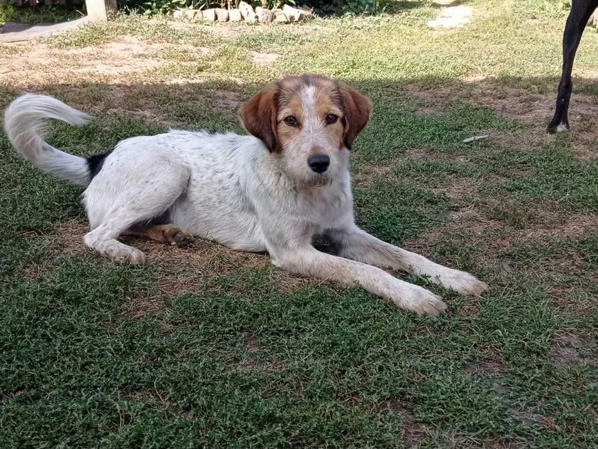 Помесь Дратхаара