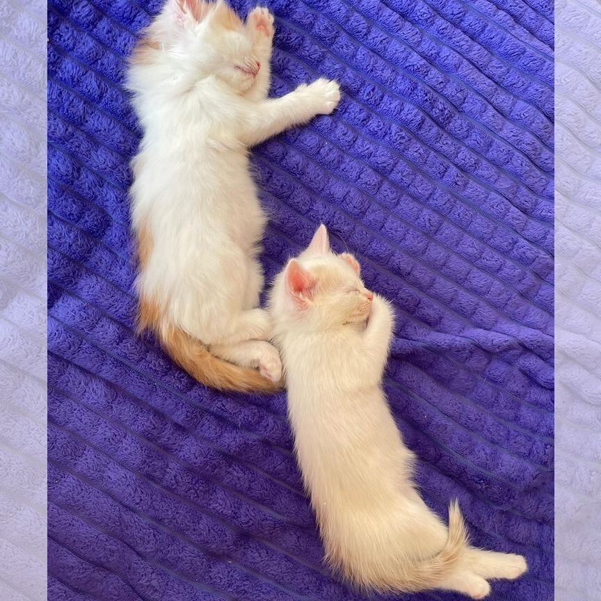 Котята в хорошие руки