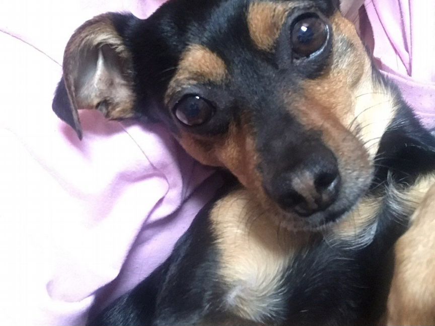 Собака в добрые руки отдам бесплатно