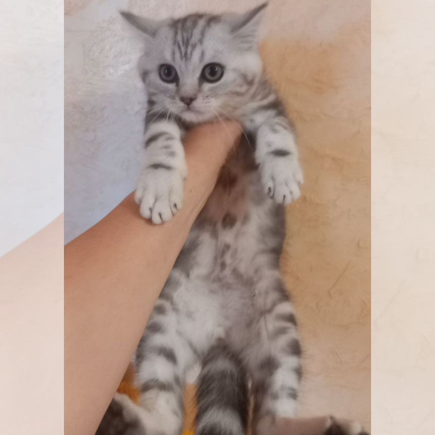 Шотландский красавец
