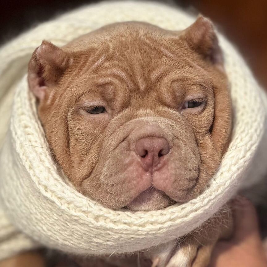Американский булли, щенок