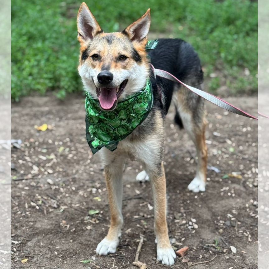 Взрослый пёс в добрые руки