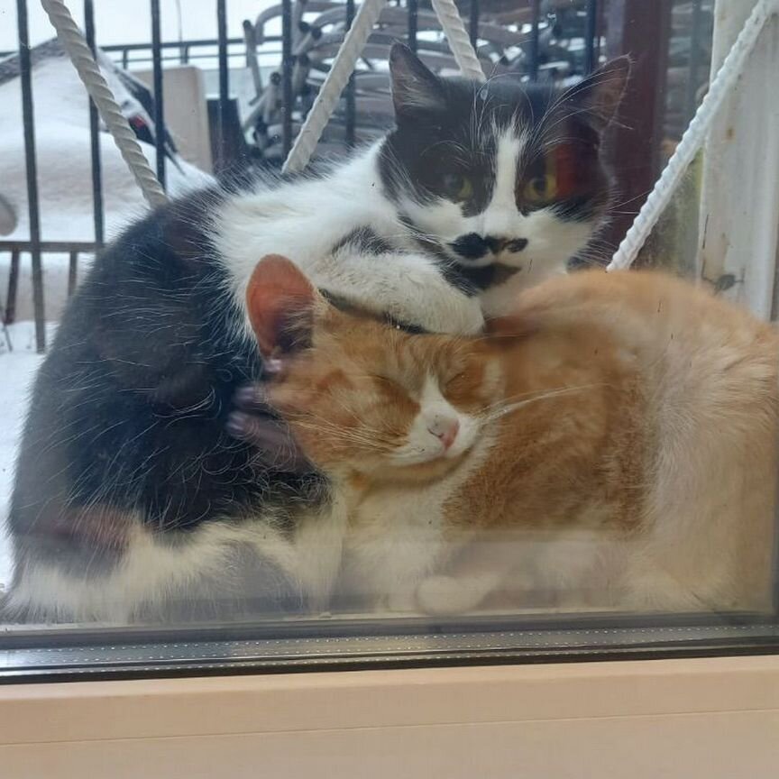 Буська. Кошка, холодно, жмется к стеклу