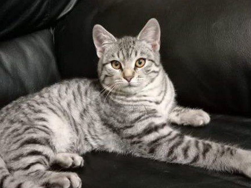 Котики 3,5 месяца