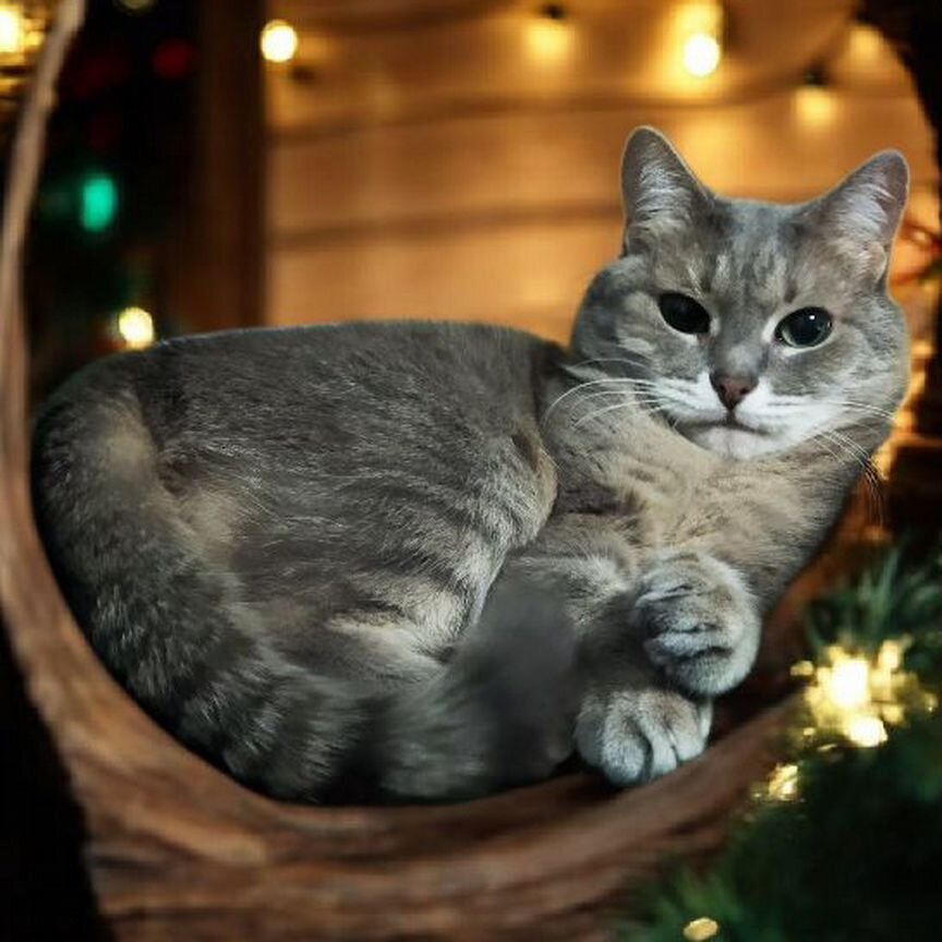 Взрослая, Девочка кошка в добрые руки