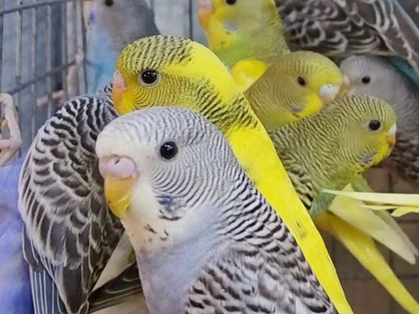 Волнистый попугай птенцы 2мес