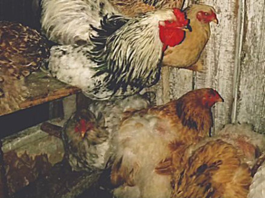 Семья кур - Брама